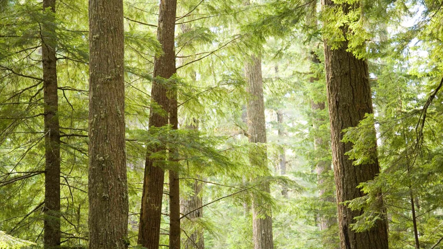 Carbon Calculator - WoodWorks | Wood Products Council